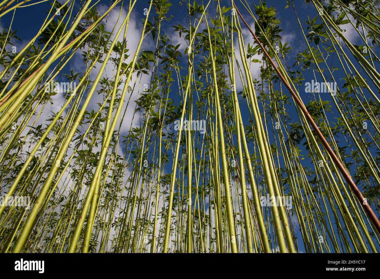 Jute plantation at Faridpur in Bangladesh Stock Photo - Alamy