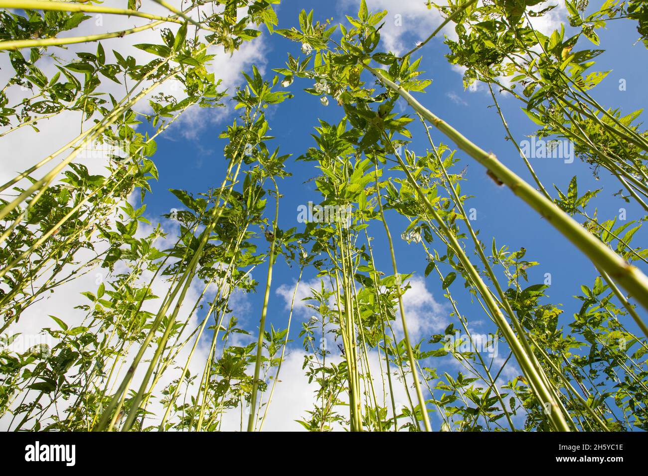 Jute plantation at Faridpur in Bangladesh Stock Photo - Alamy