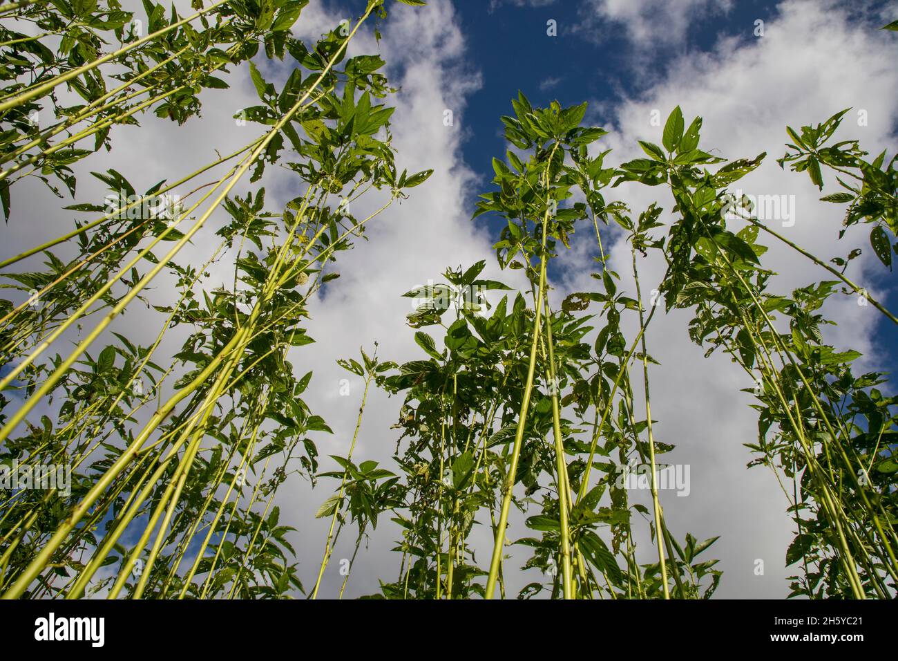 Jute plantation at Faridpur in Bangladesh Stock Photo - Alamy