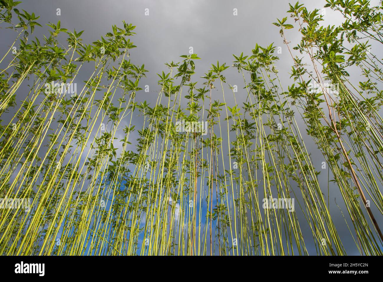 Jute plantation at Faridpur in Bangladesh Stock Photo - Alamy