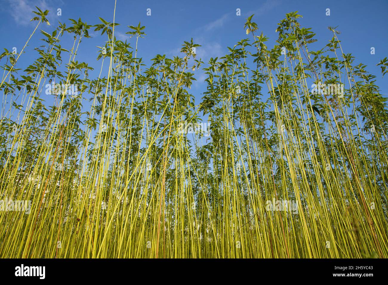 Jute plantation at Faridpur in Bangladesh Stock Photo - Alamy