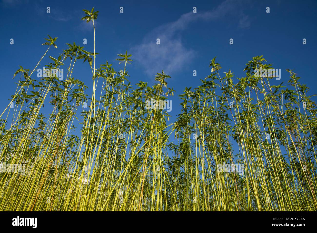 Jute plantation at Faridpur in Bangladesh Stock Photo - Alamy