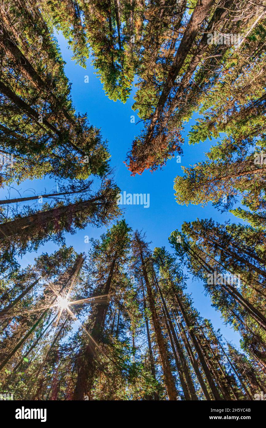 Silverton Falls and Forest Conservation Area Alberta Canada in summer ...