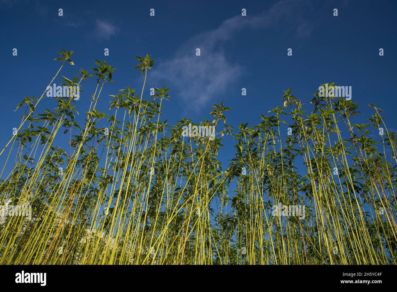 Jute plantation at Faridpur in Bangladesh Stock Photo - Alamy