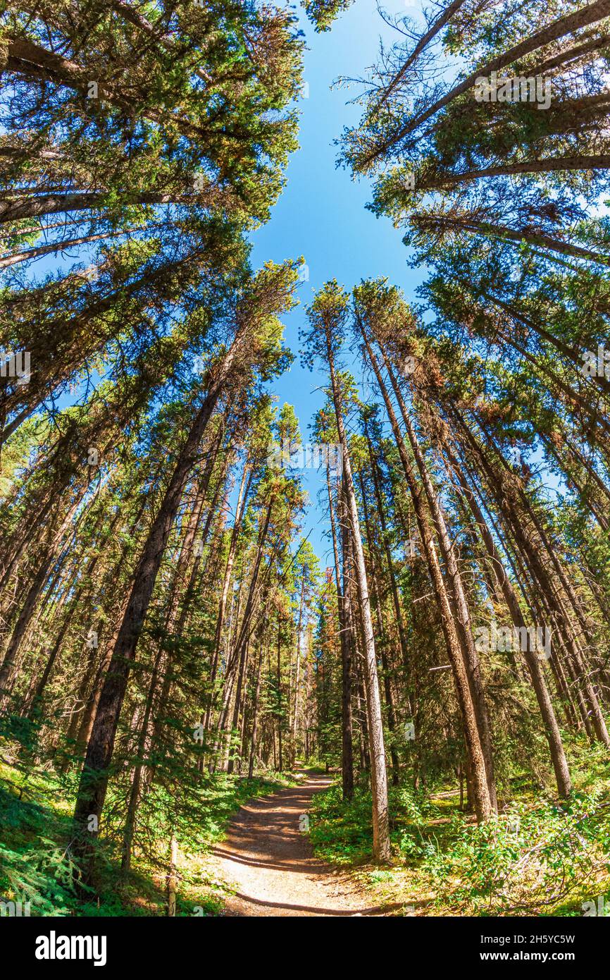 Silverton Falls and Forest Conservation Area Alberta Canada in summer ...