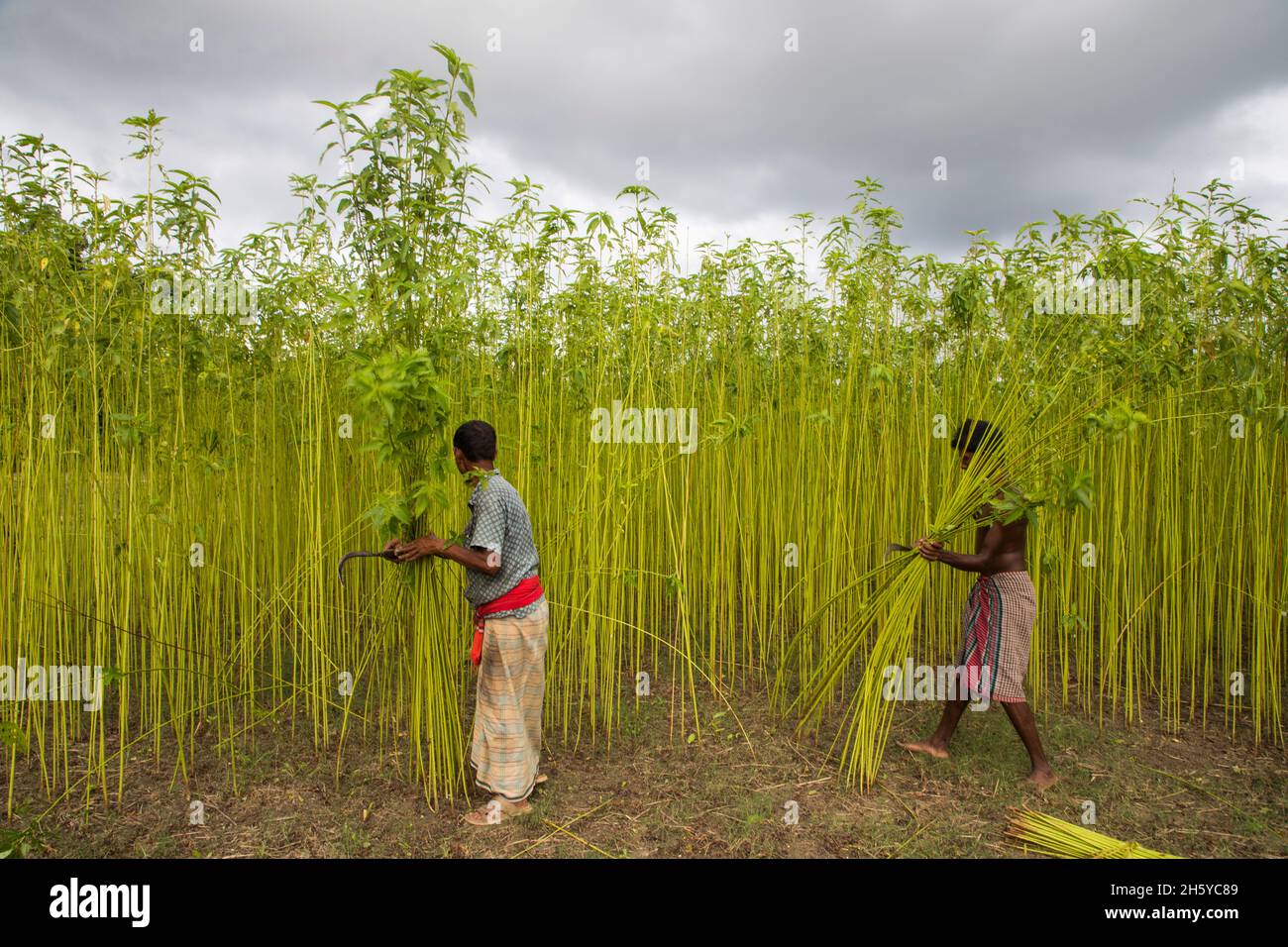Harvesting jute at Faridpur in Bangladesh Stock Photo - Alamy