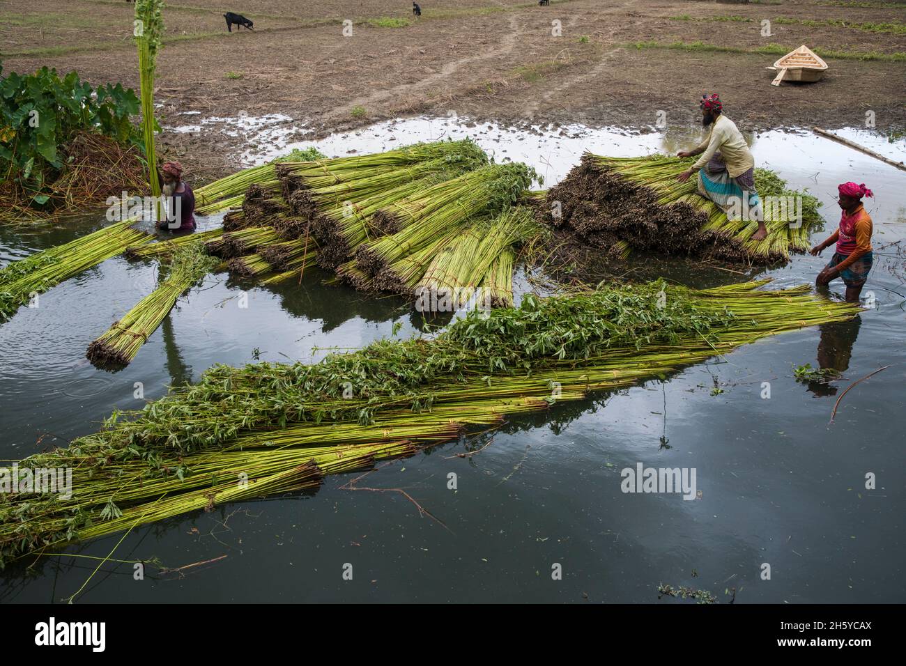 Harvesting jute at Faridpur in Bangladesh Stock Photo - Alamy