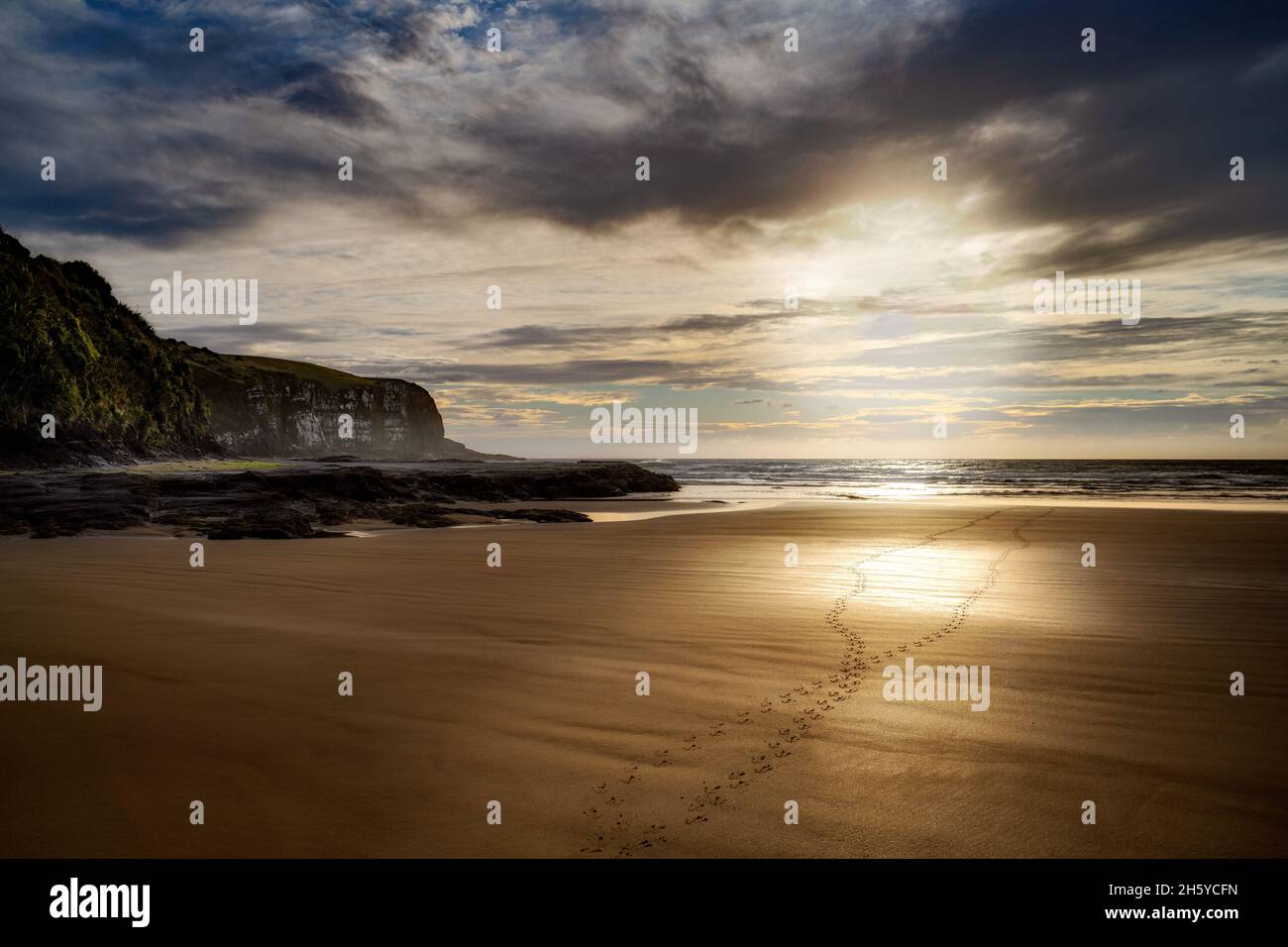 Penguin tracks on the beach, Jacks Bay, Catlins, New Zealand Stock ...