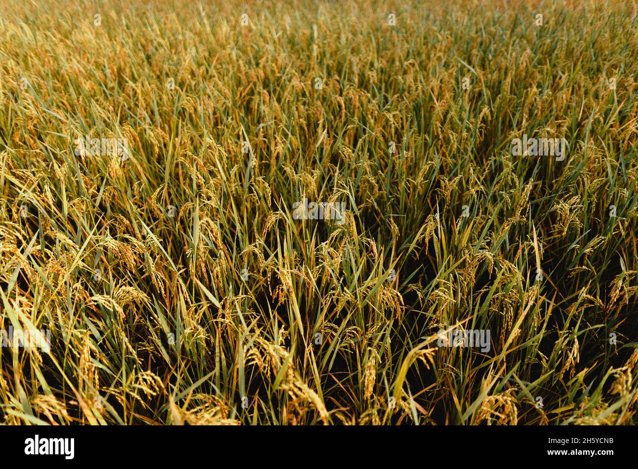paddy fields,Golden rice fields in the morning before harvesting Stock ...