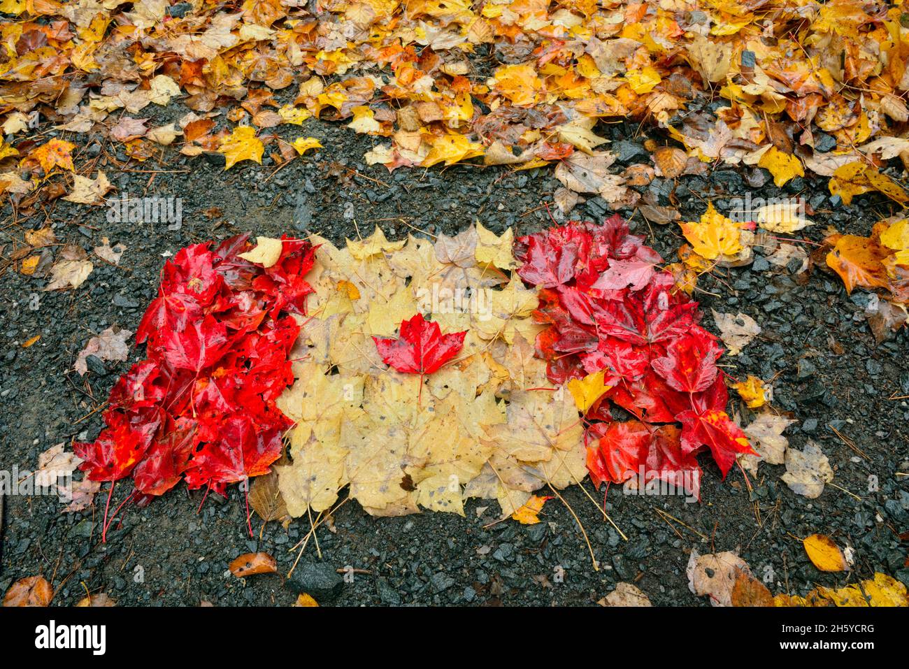 Autumn leaves formed into a Canadian Flag on the Trans Canada Trail at ...