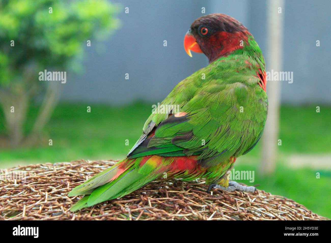 Parrot lory hi-res stock photography and images - Alamy