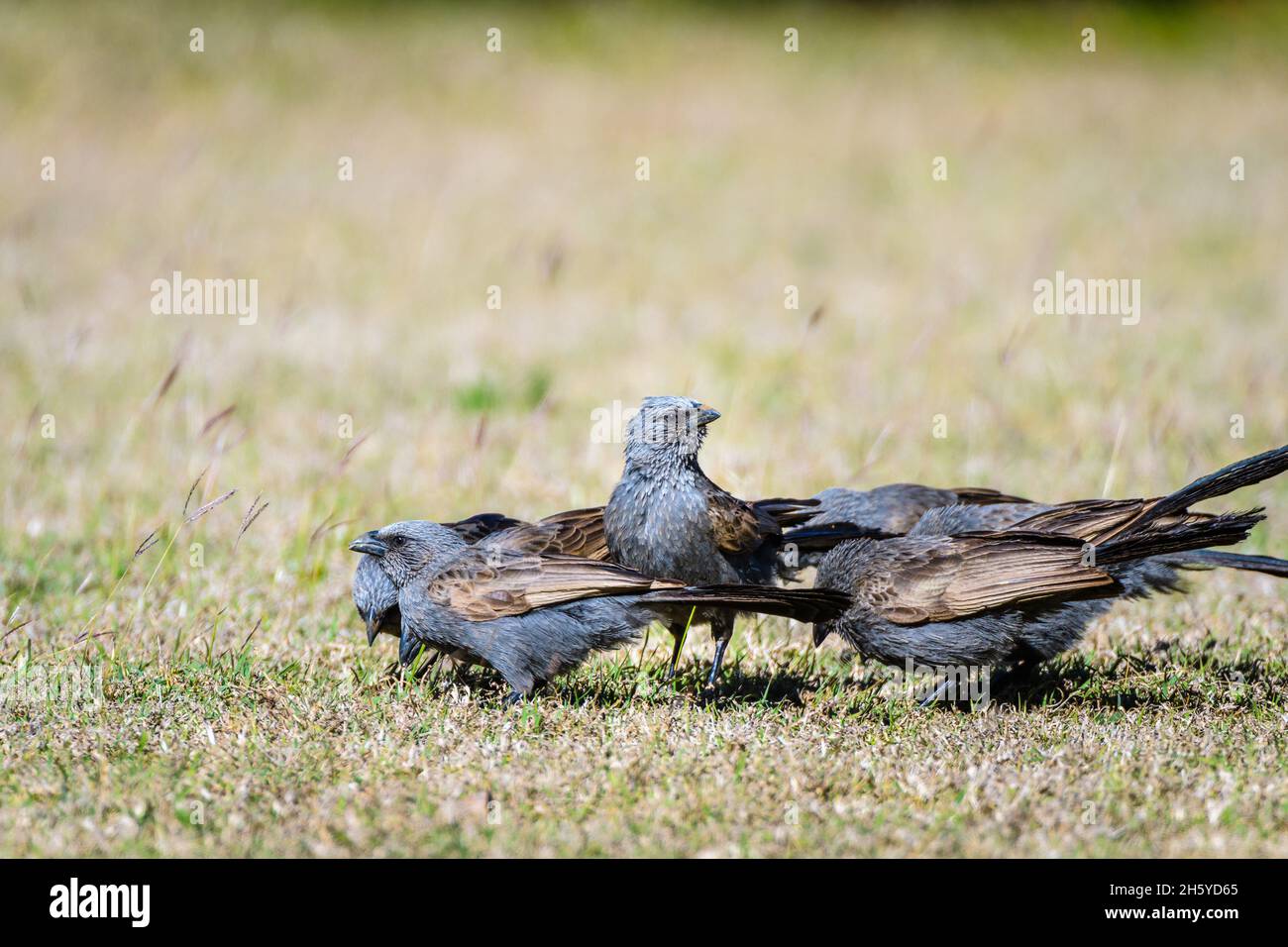 Australian Desert Birds