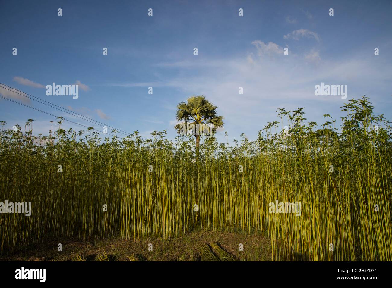 Jute plantation at Faridpur in Bangladesh Stock Photo - Alamy