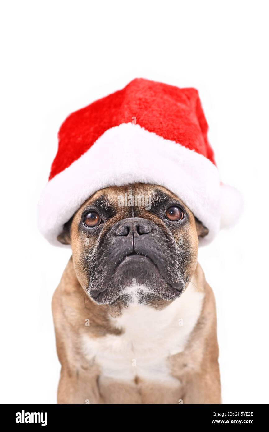 Santa Claus dog. French Bulldog wearing a red Christmas hat in front of ...
