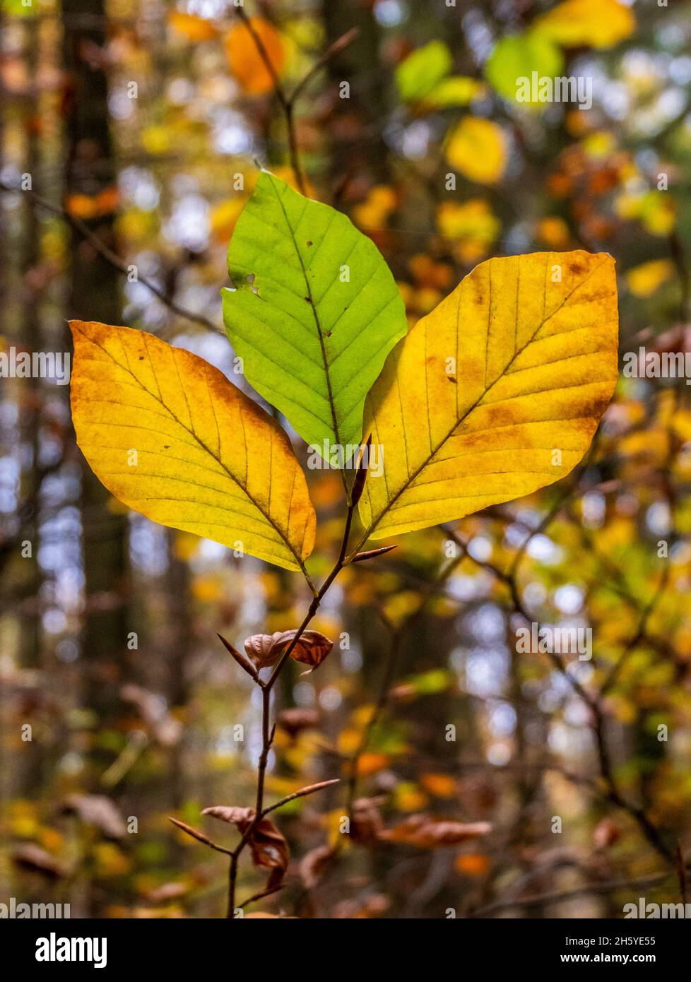Selective focus shot of colorful leaves in the forest during autumn ...