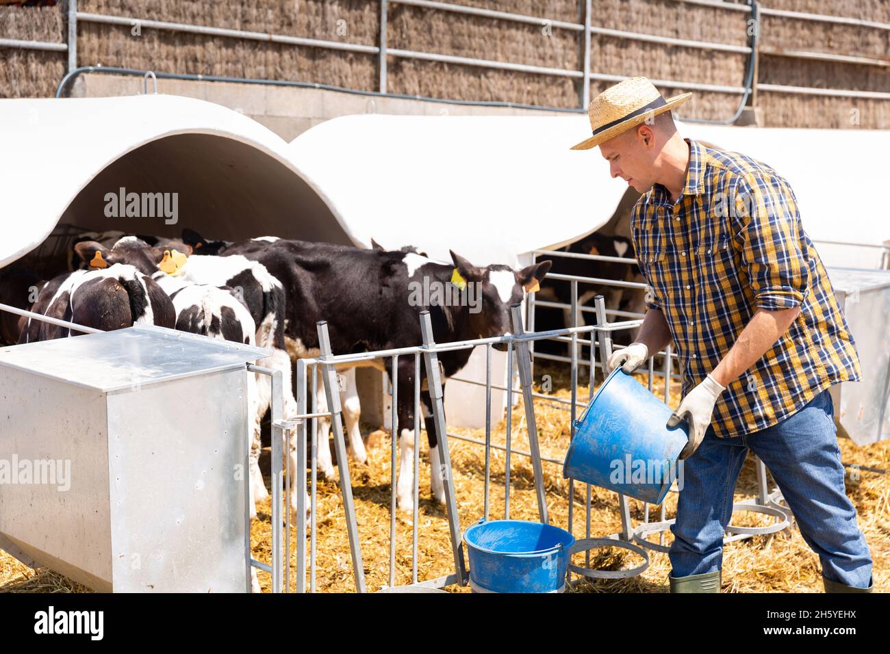 Farmer working in stall, feeding cows with water Stock Photo - Alamy
