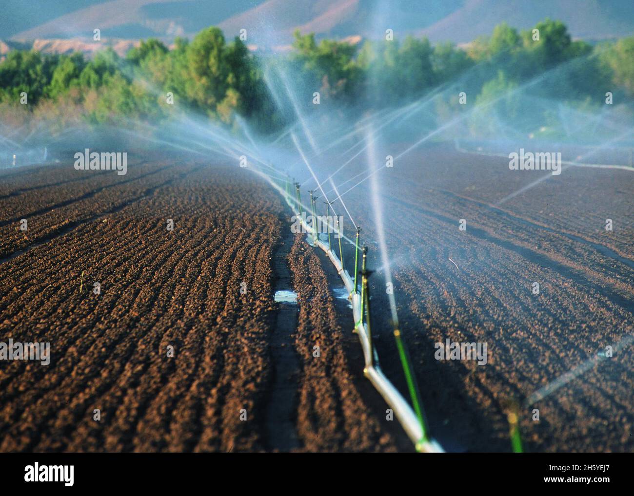Handline sprinker irrigation germinating crops in Yuma, AZ ca. 2011 or ...
