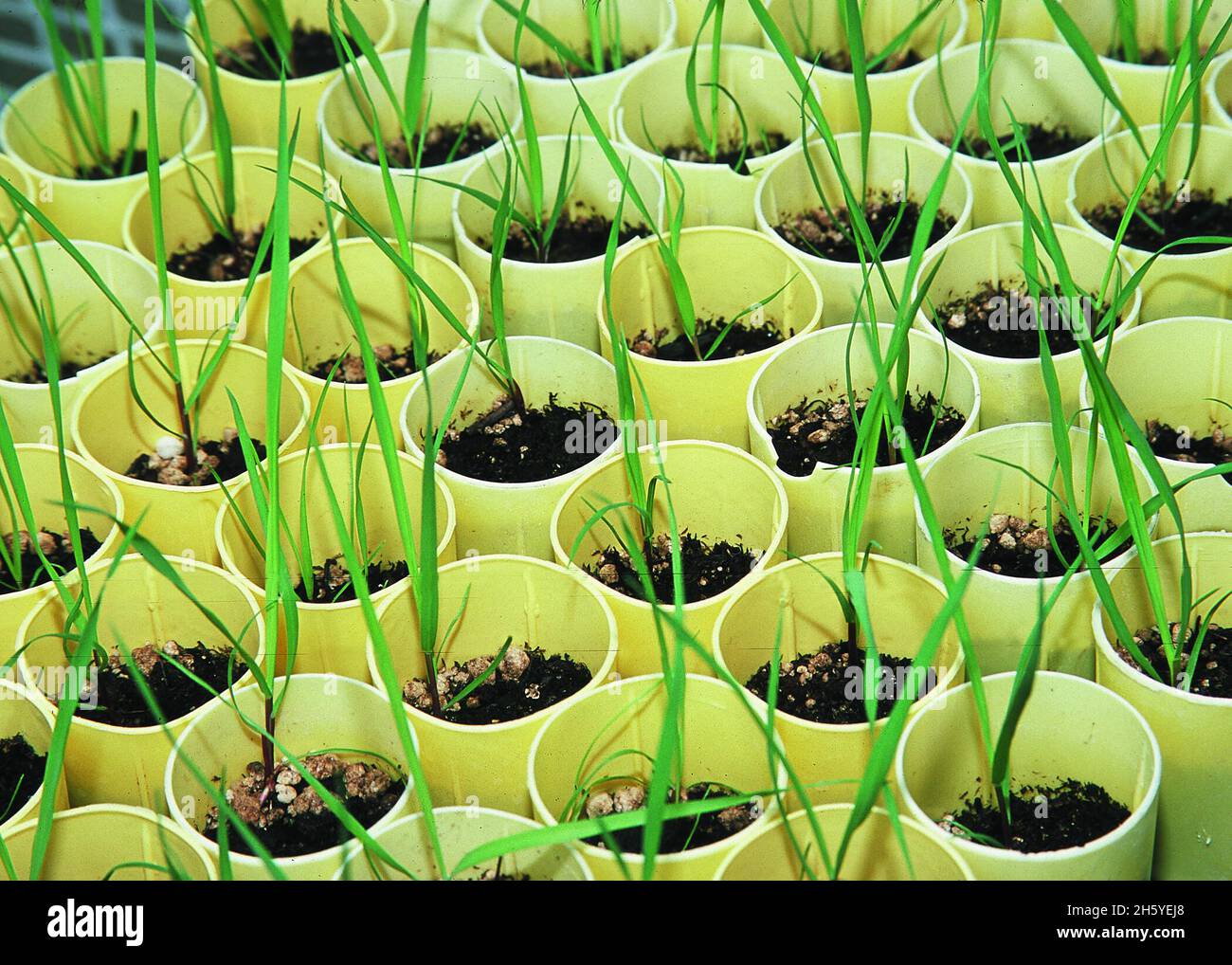 Germinating sweetgrass hi-res stock photography and images - Alamy