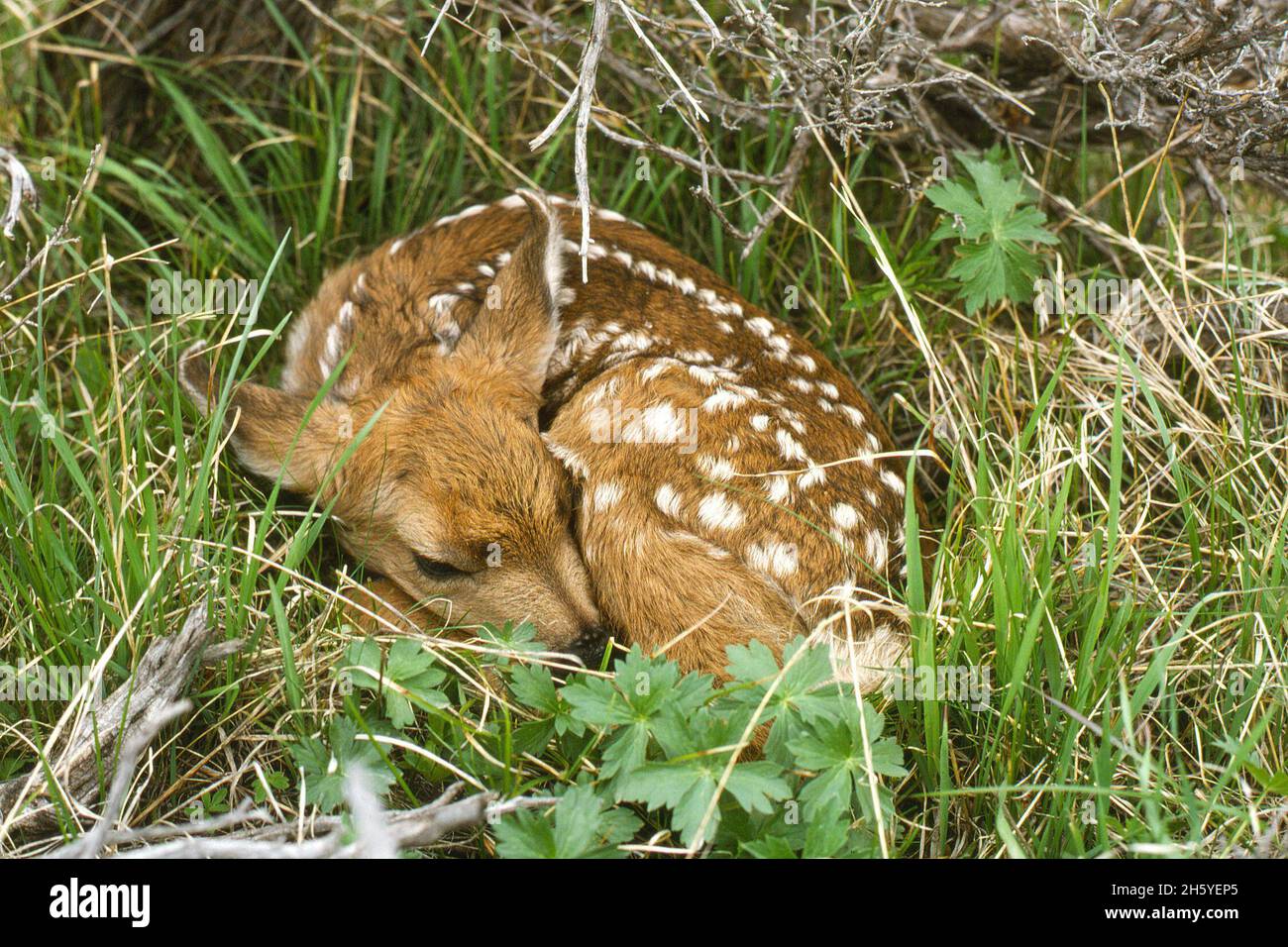 Fetal animals hi-res stock photography and images - Alamy