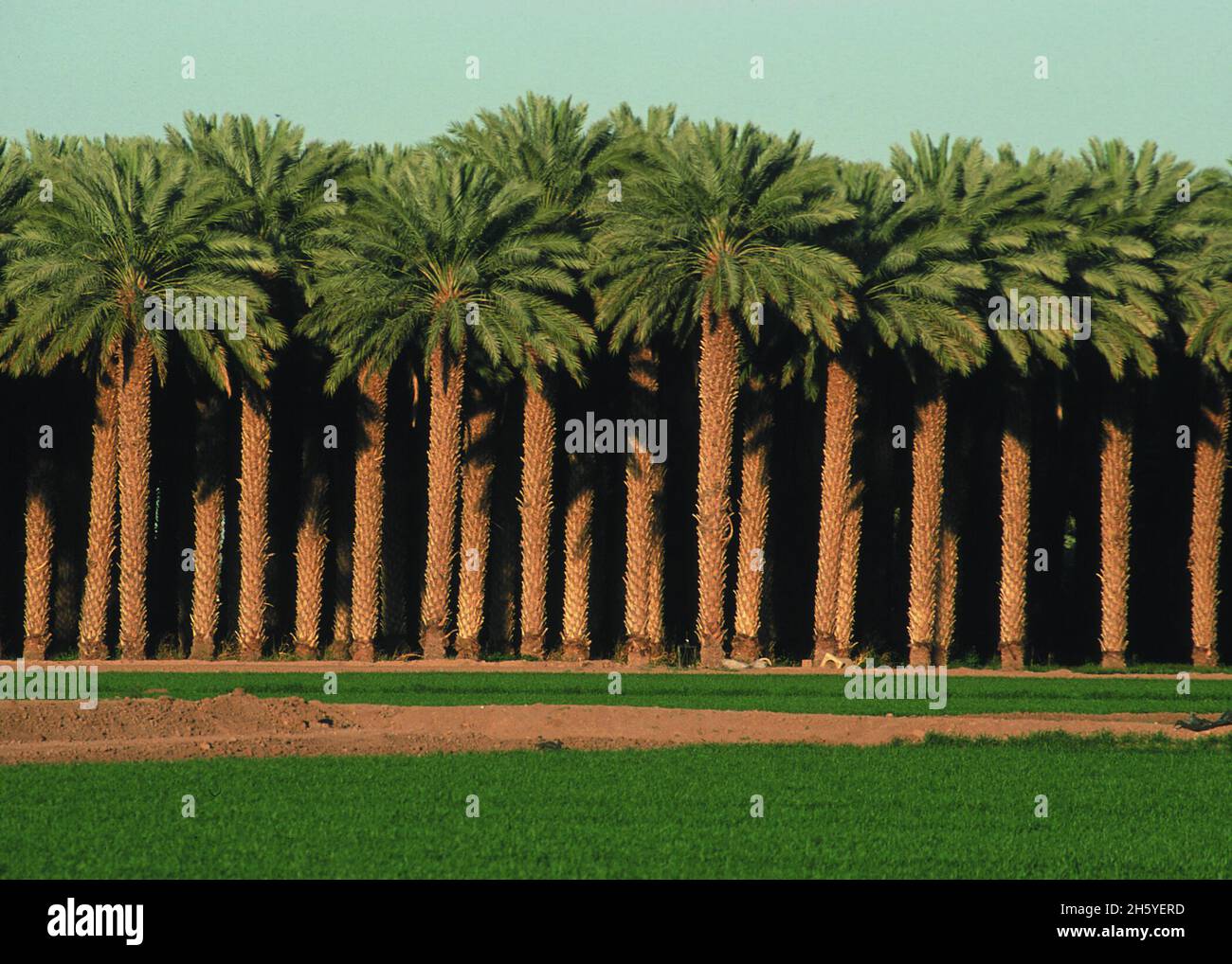 Yuma ag hi-res stock photography and images - Alamy