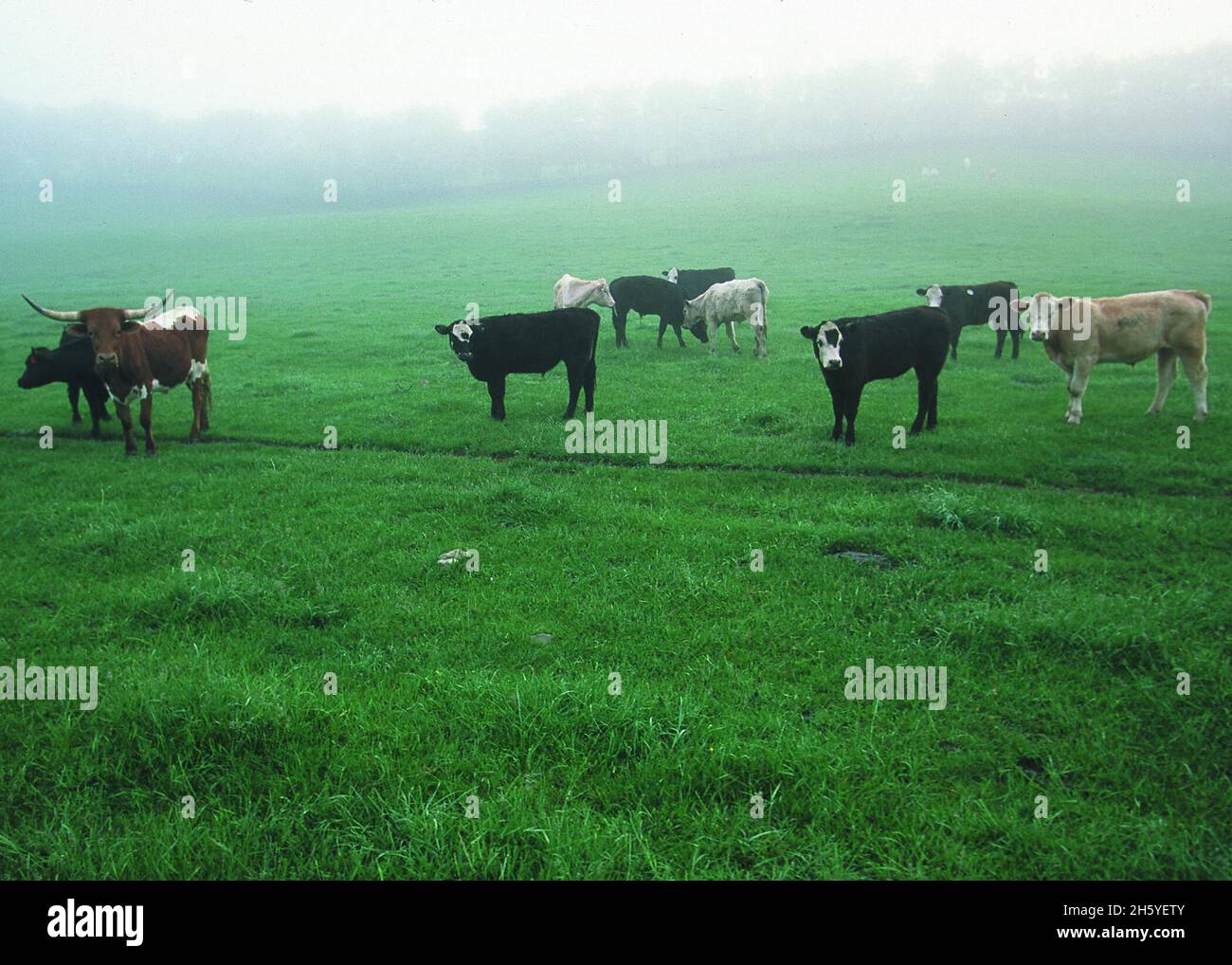 Rotational grazing hi-res stock photography and images - Alamy