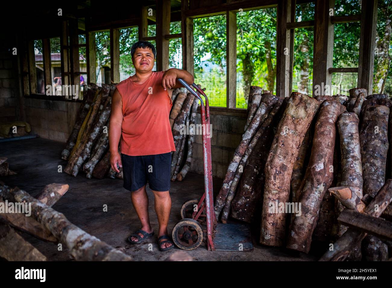 Growing shitaki mushrooms hi-res stock photography and images - Alamy