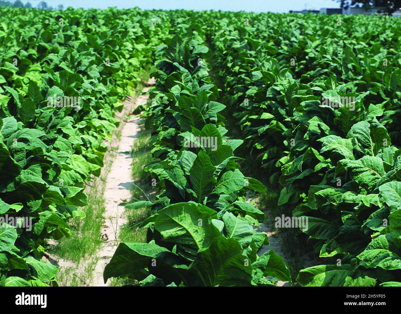 Archival tobacco farming hi-res stock photography and images - Alamy