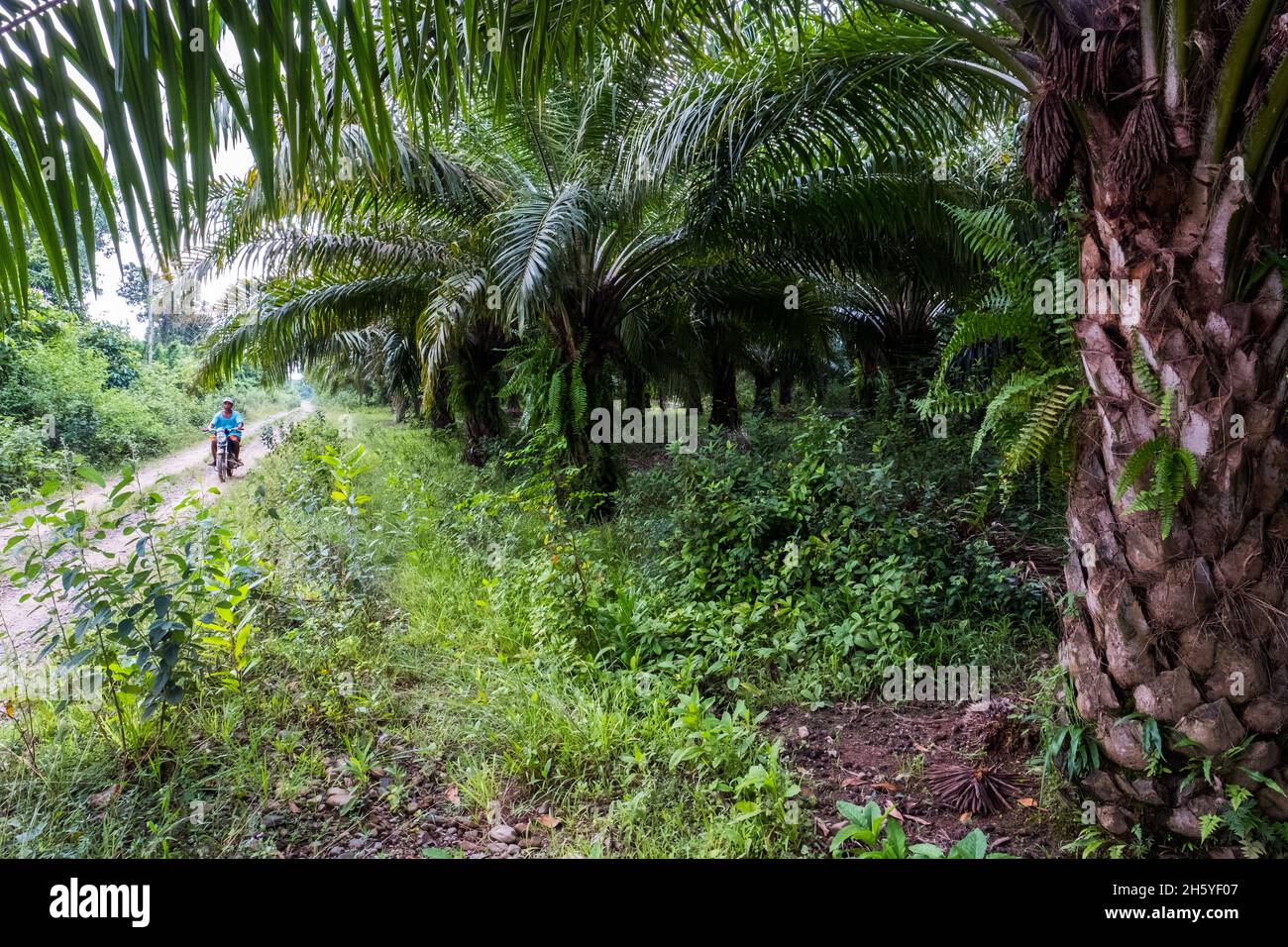 July 2017. Palm oil plantation. Aborlan, Barangay Sagpangan, Palawan ...