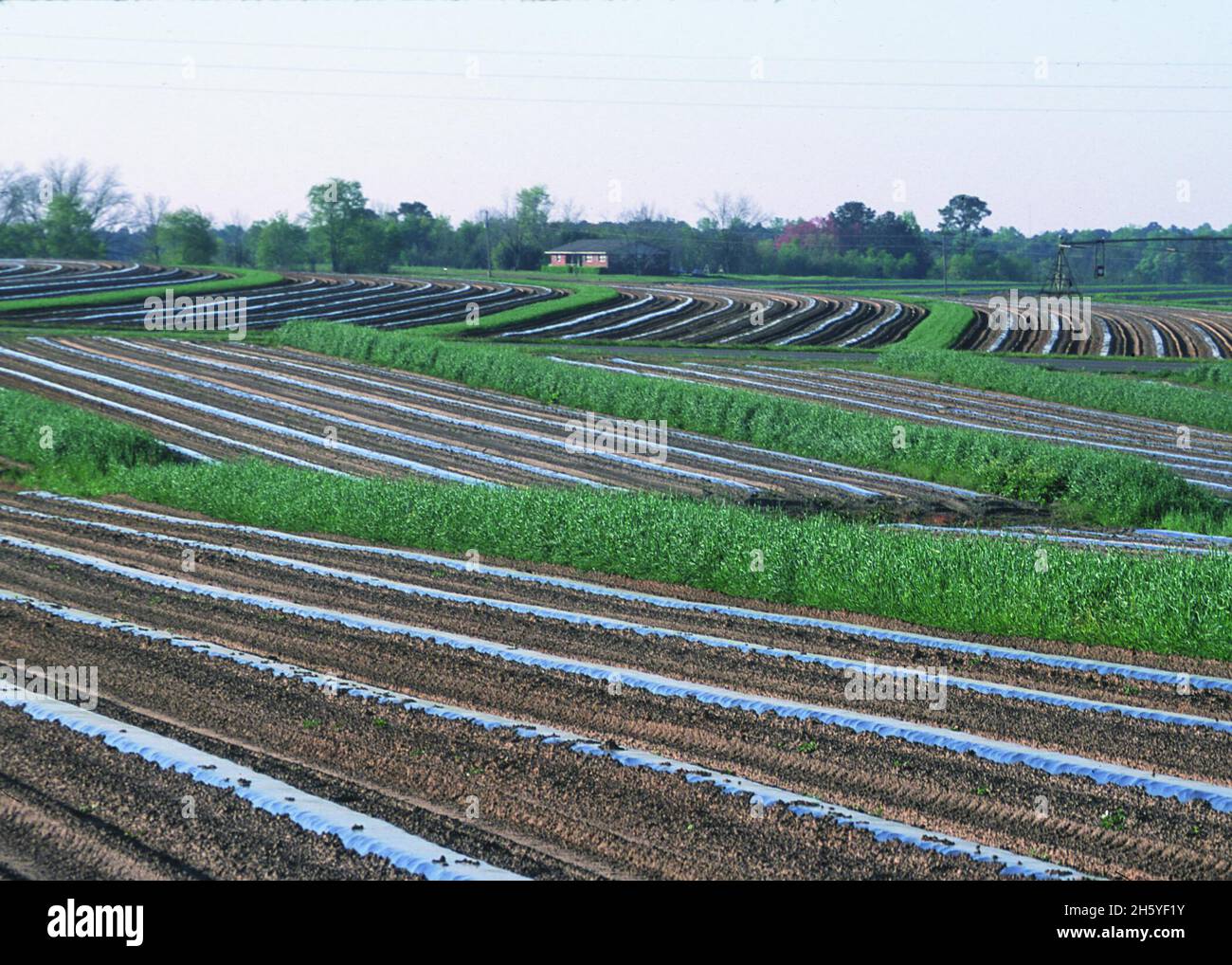 Rye grass field strips hi-res stock photography and images - Alamy