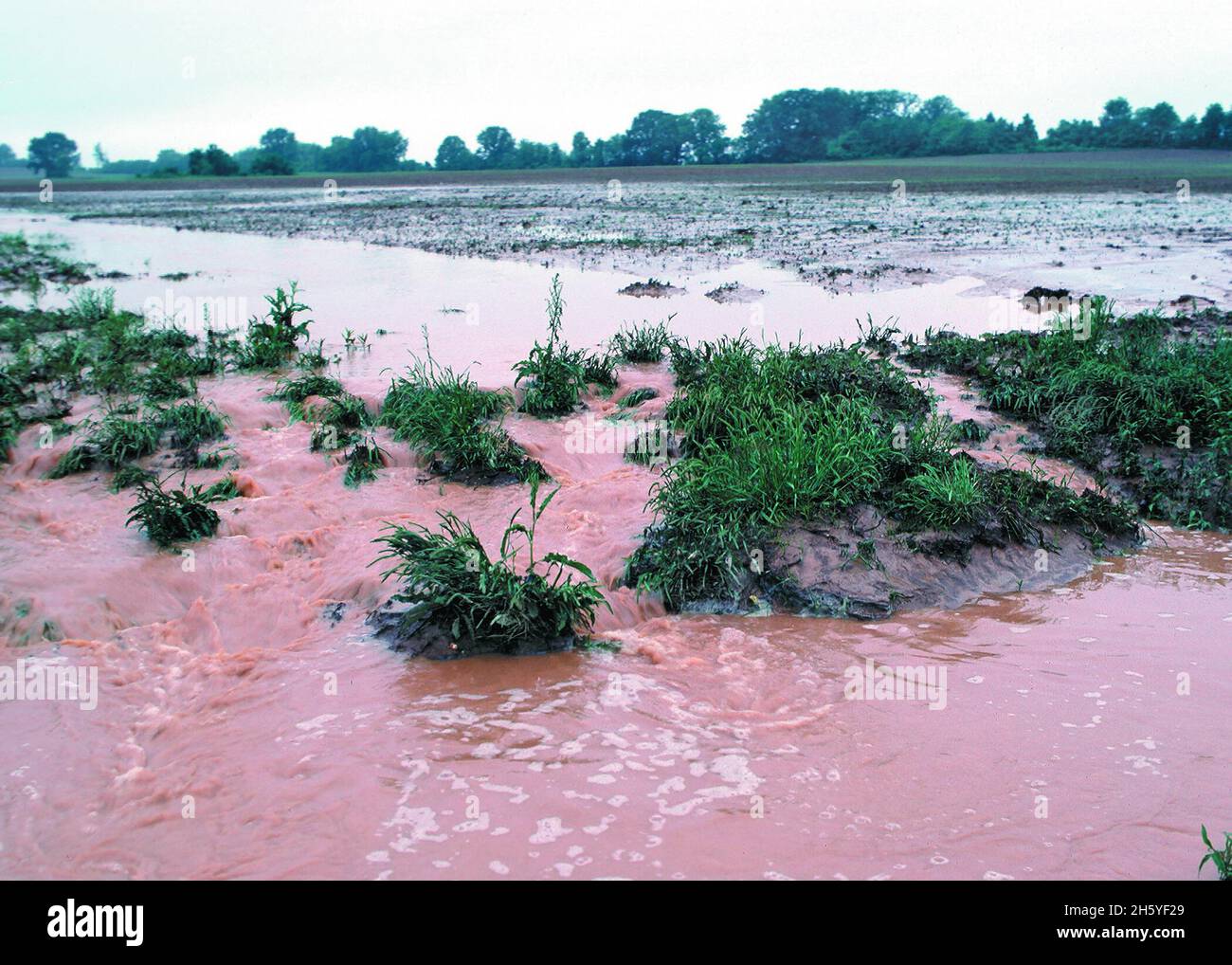 Sediment laden runoff floods drainage ditches following a brief storm ...