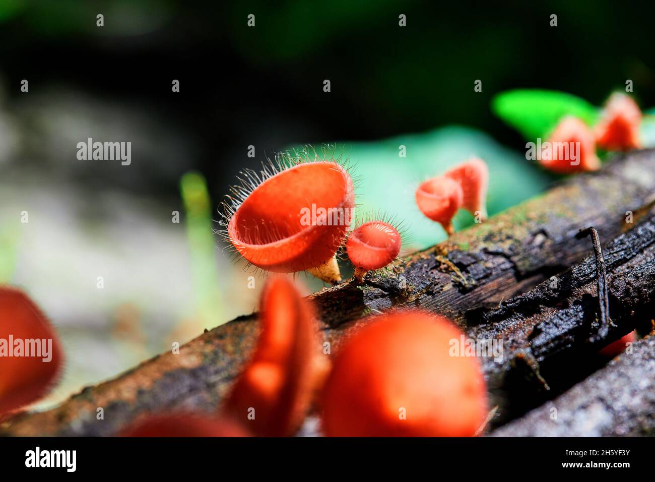 Mushroom bloom hi-res stock photography and images - Alamy
