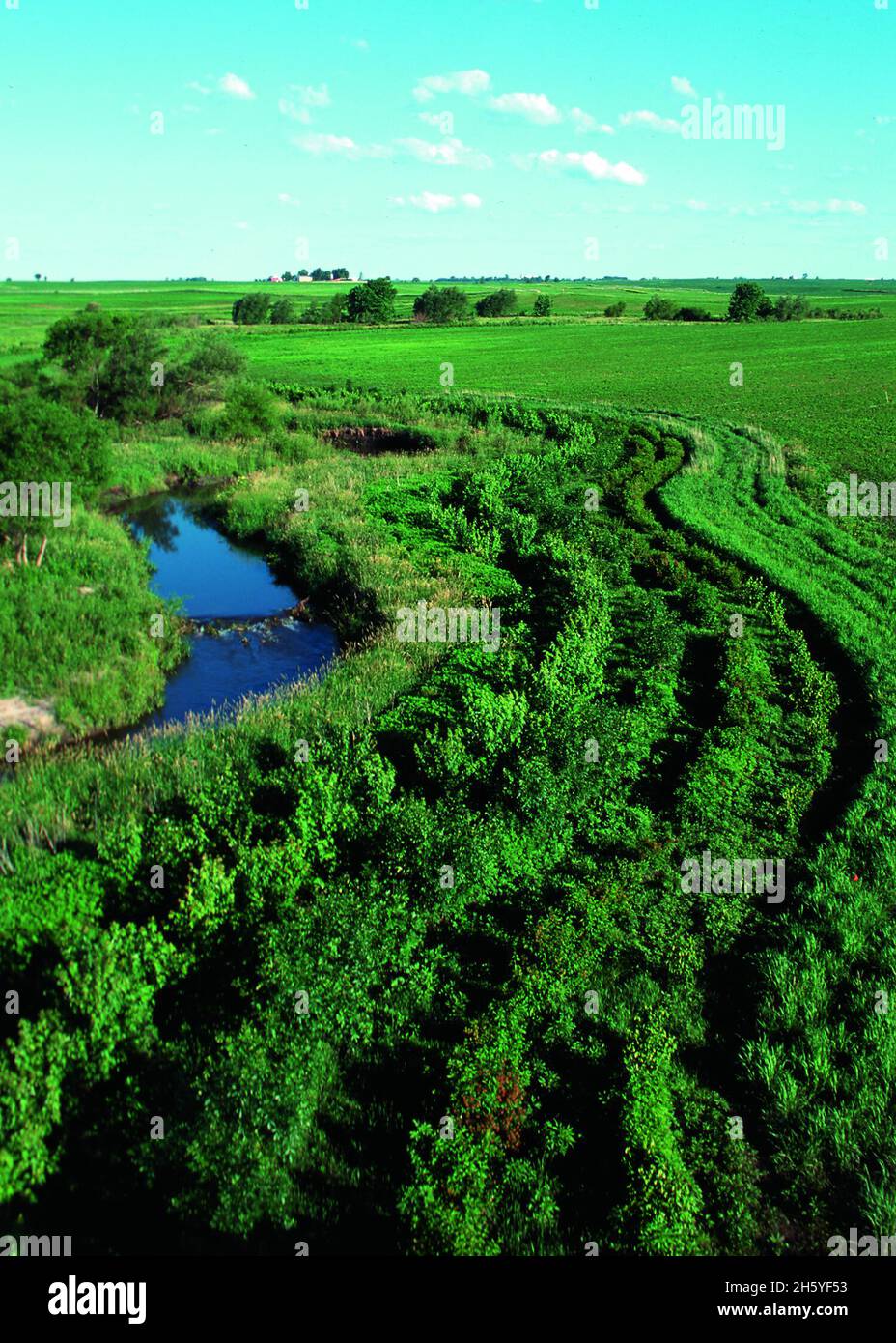 Riparian Buffer
