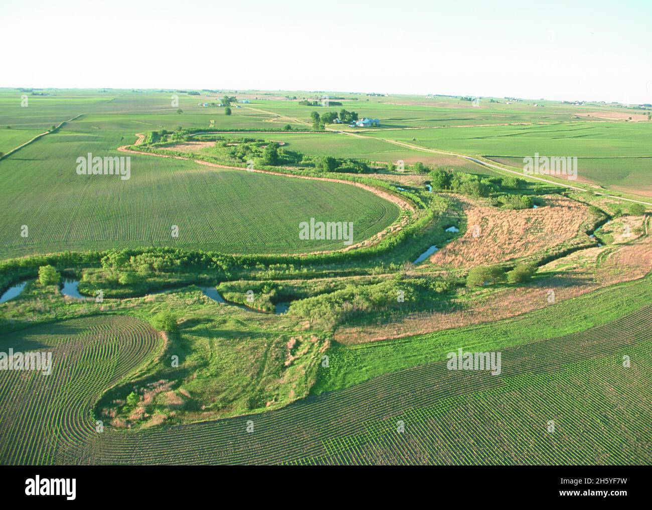Multiple rows of trees and shrubs, as well as a native grass strip ...