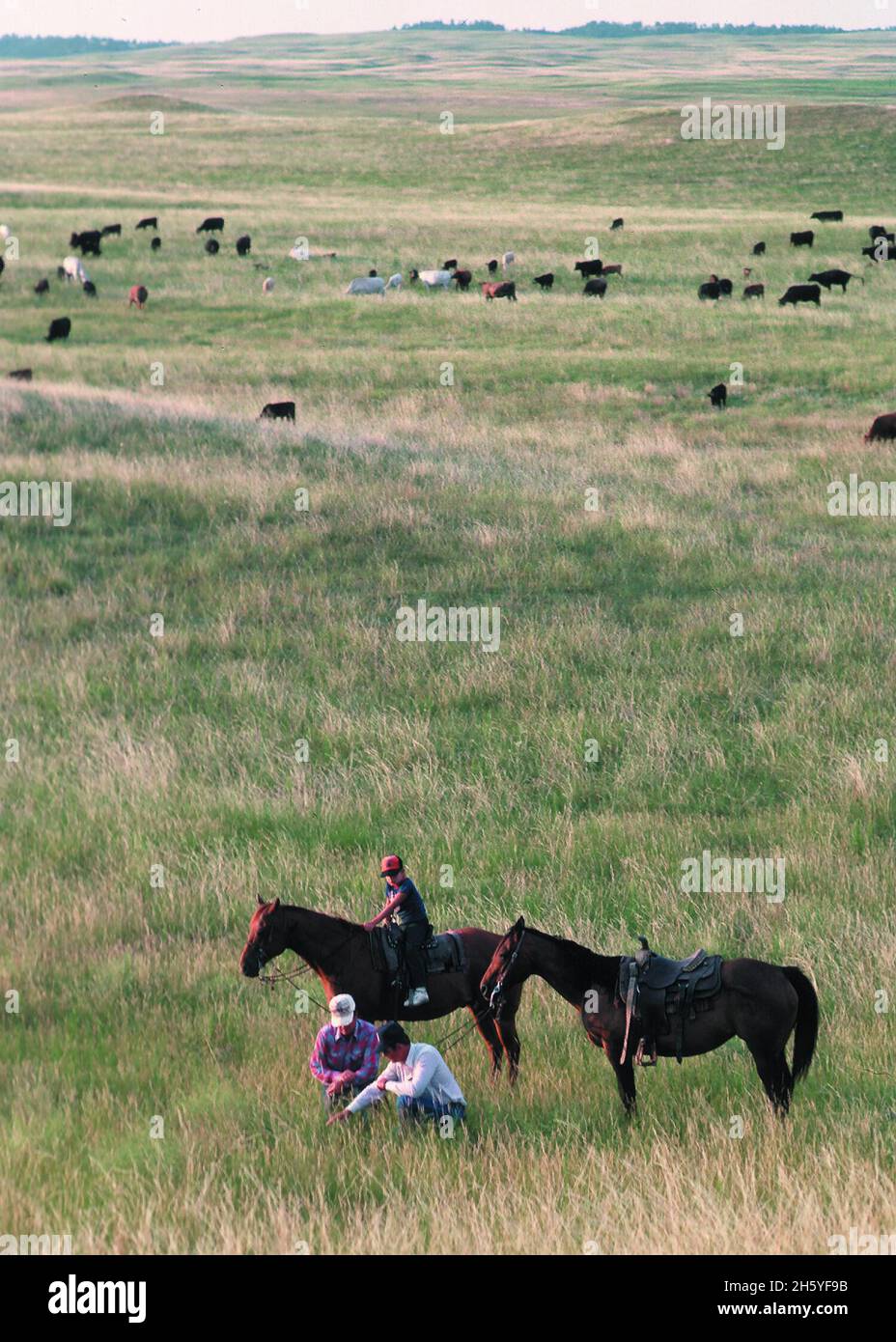 A conservationist examines range grasses with a landowner and his son ...