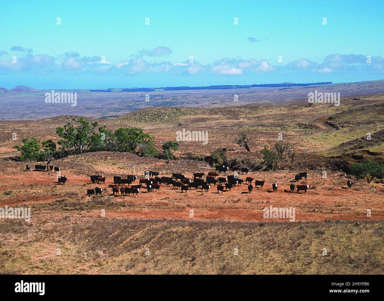 Cattle ranching hawaii hi-res stock photography and images - Alamy