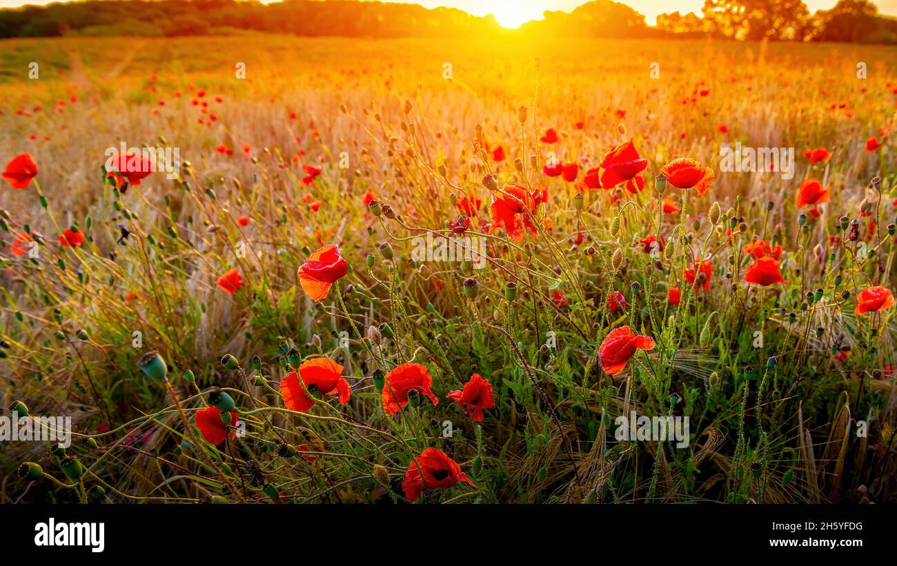 Poppy field with setting sun hi-res stock photography and images - Alamy