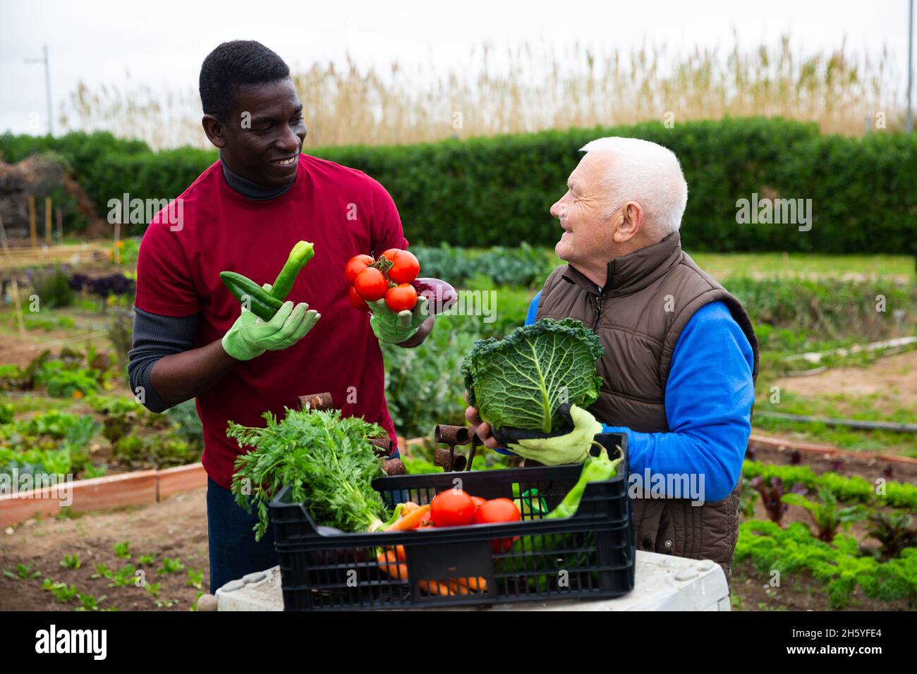 Two positive gardeners talking about good harvest Stock Photo - Alamy