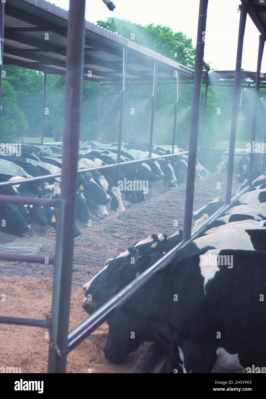 Dairy cows (Holsteins) being cooled by sprayers during hot summer to ...