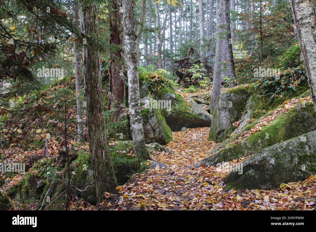 Beech Mountain Trail in Acadia National Park, Maine Stock Photo - Alamy