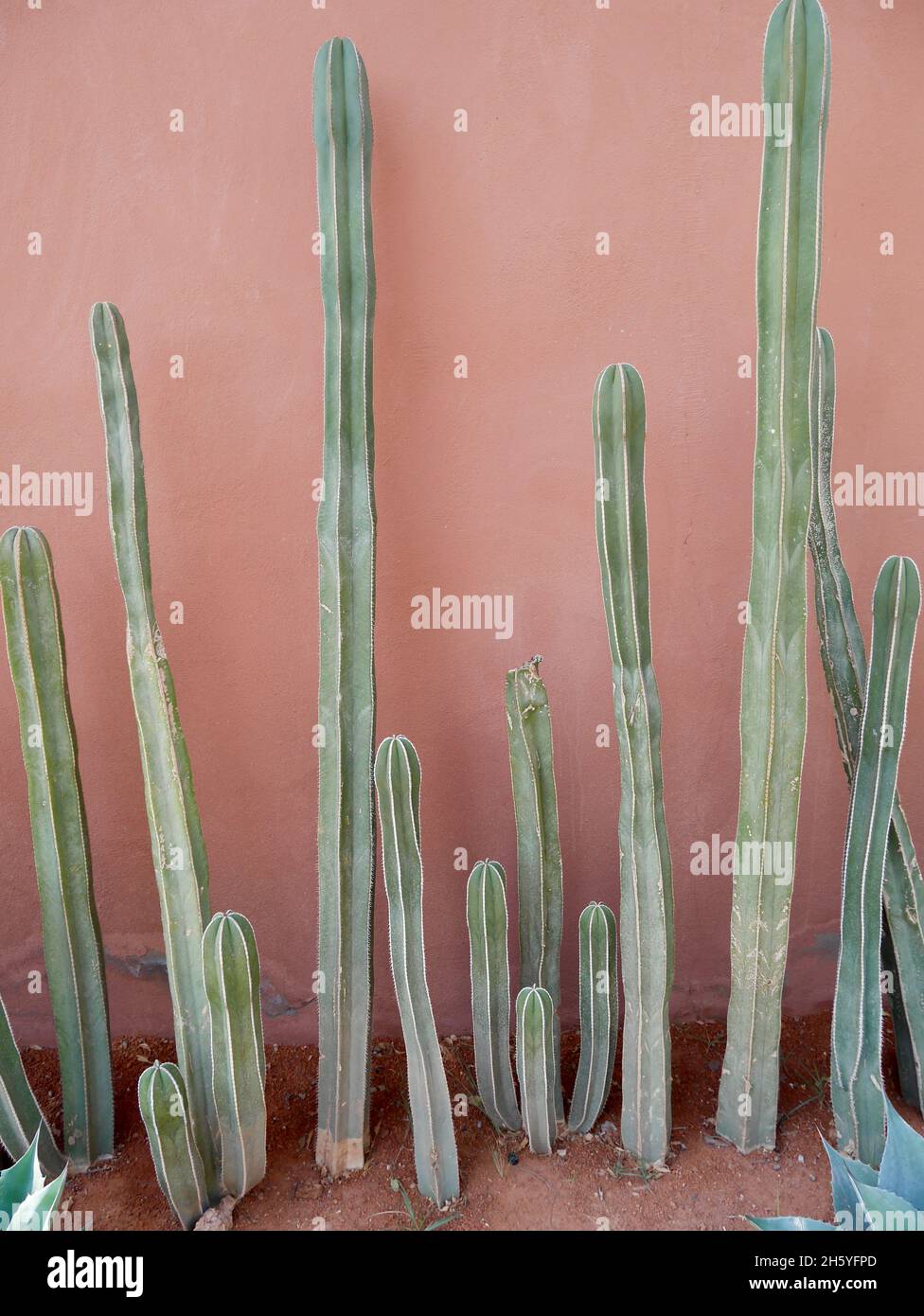 Vertical morocco cactus hi-res stock photography and images - Alamy