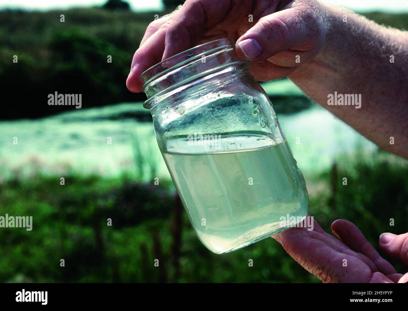 Water sample taken from the last wetland in a filtering system in use ...