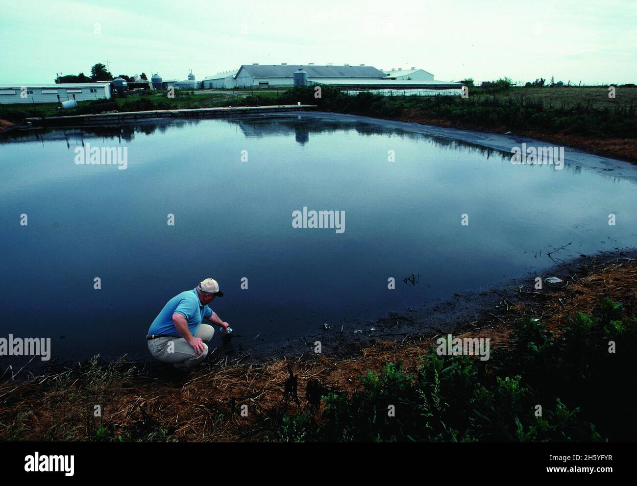 Lagoon on hog operation on a farm in Taylor County, Iowa. The system ...