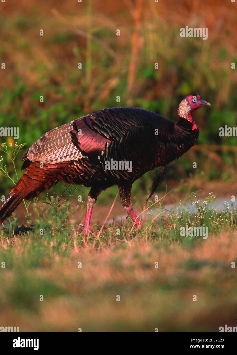 Hawaii ag hi-res stock photography and images - Alamy