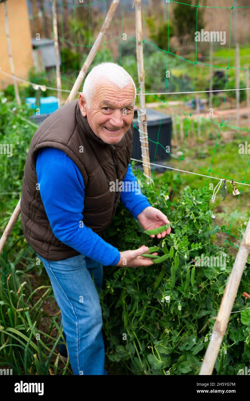 Elderly man controlling growing peas in kitchen garden Stock Photo - Alamy