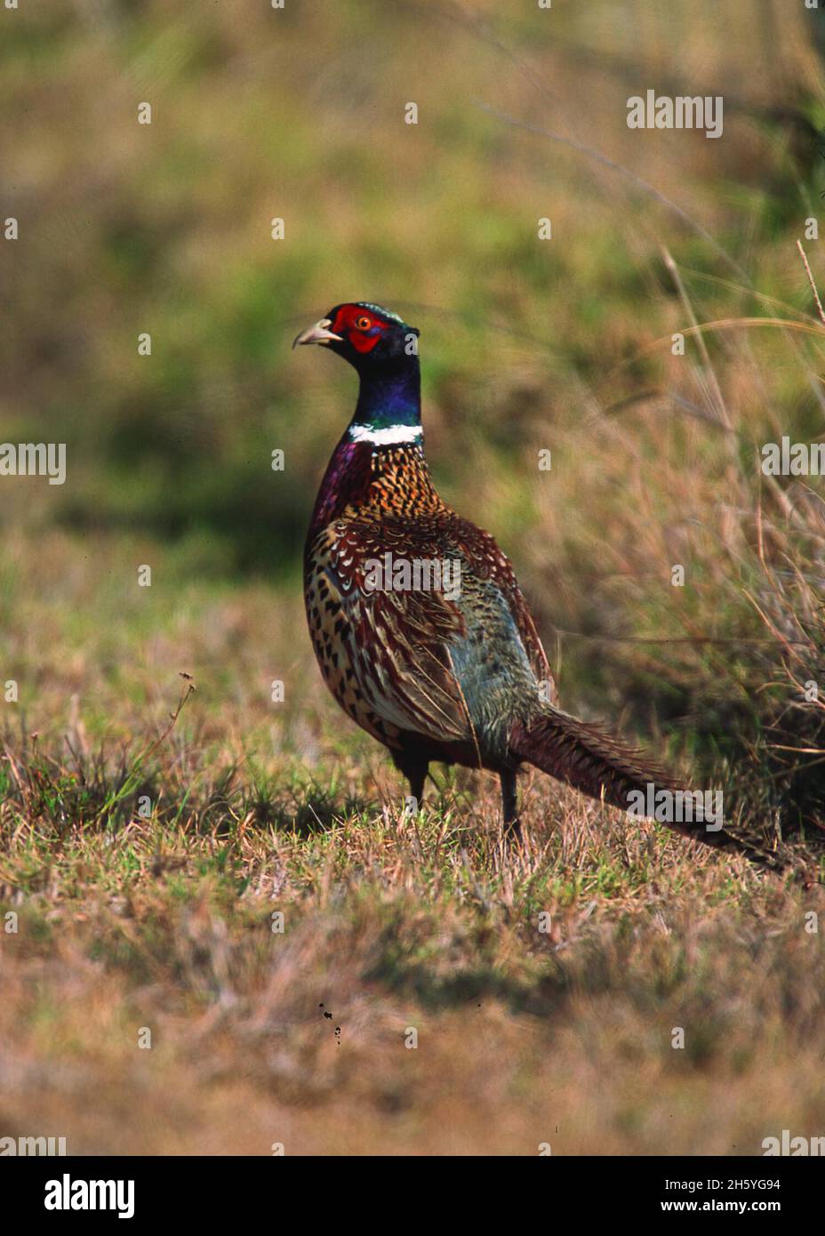 Hawaii pheasant hi-res stock photography and images - Alamy