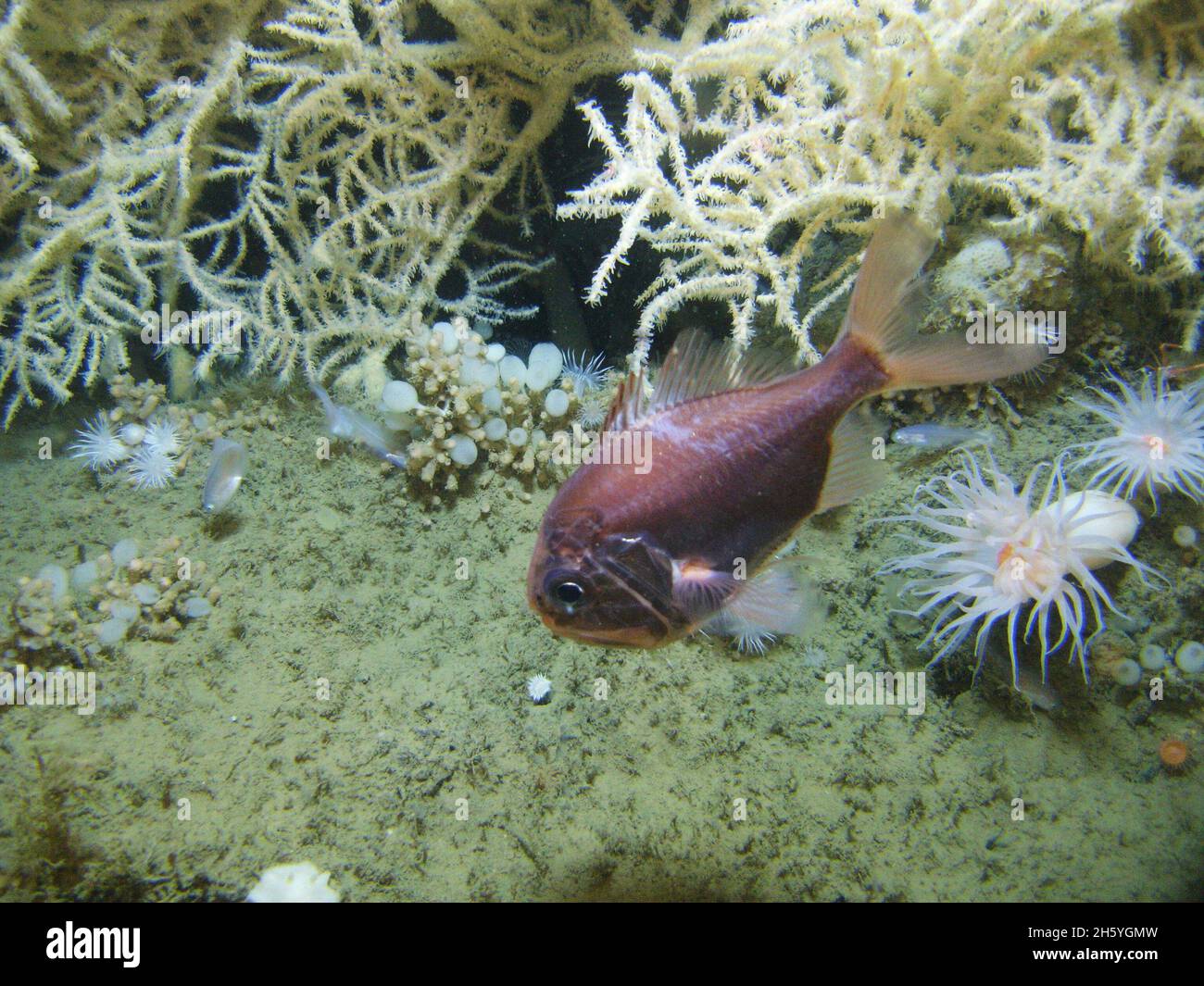 Deep sea fish. Atlantic roughy, Hoplostethus occidentalis, swimming ...