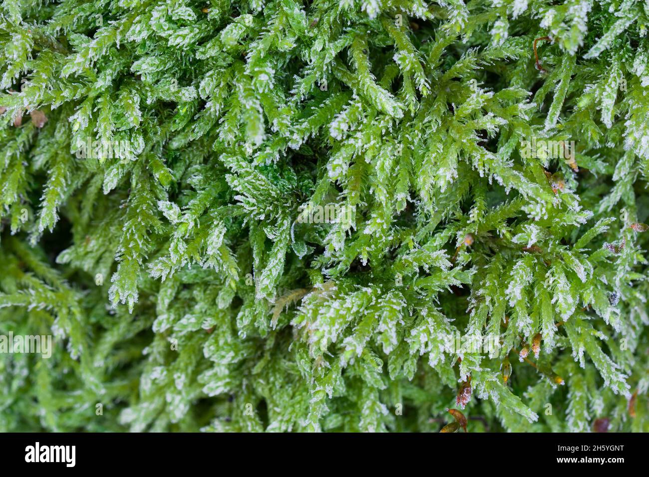Frosted moss hi-res stock photography and images - Alamy