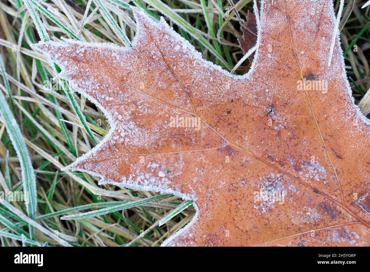 oak leaf on grass covered with hoar frost macro Stock Photo - Alamy