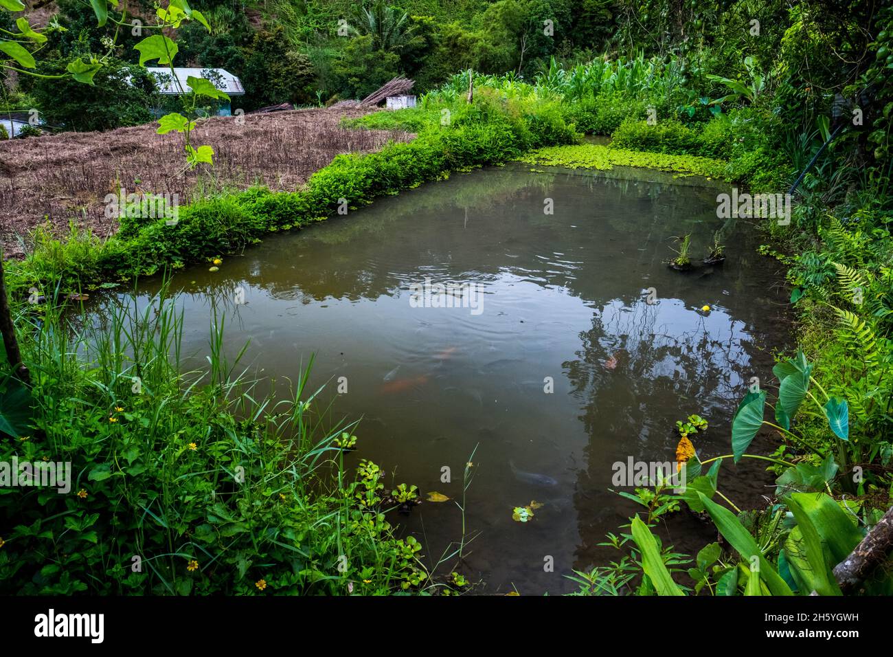 Tilapia Fish Pond Philippines Philippines Feed Mill Set To Cut