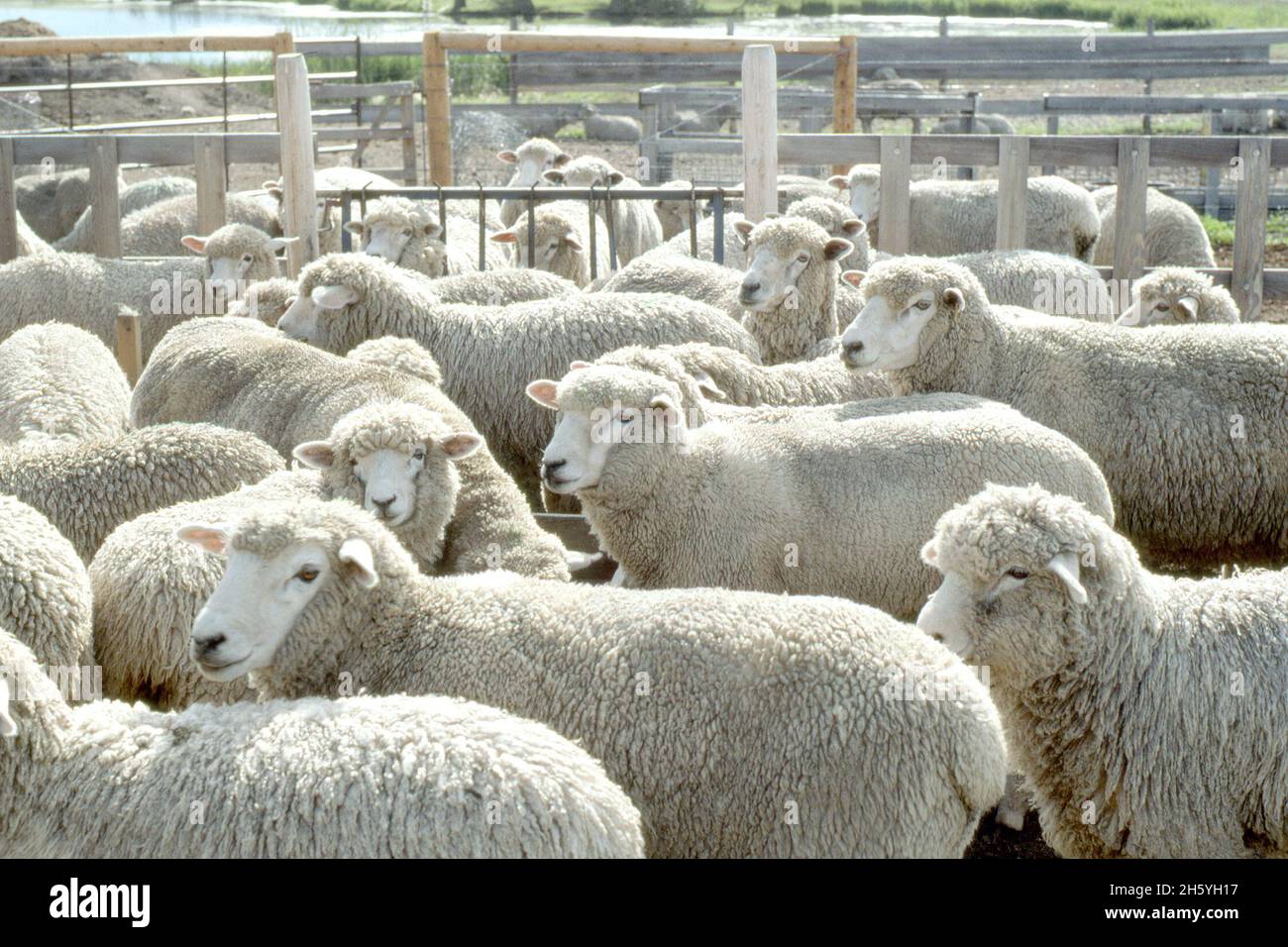 Sheep in a corral, facing left Stock Photo - Alamy